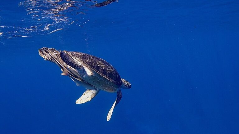 The Giant, the Fast, and the Forever: Turtle Records That Stun ...
