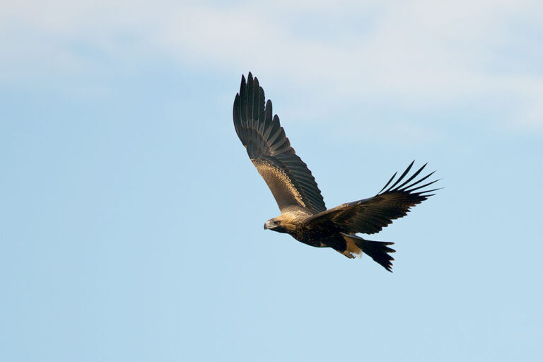 The Largest Eagle in History Powerful Enough to Hunt Giant Prey ...