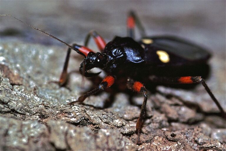The Assassin Bug Uses Corpses as Camouflage and It Works – Extreme ...