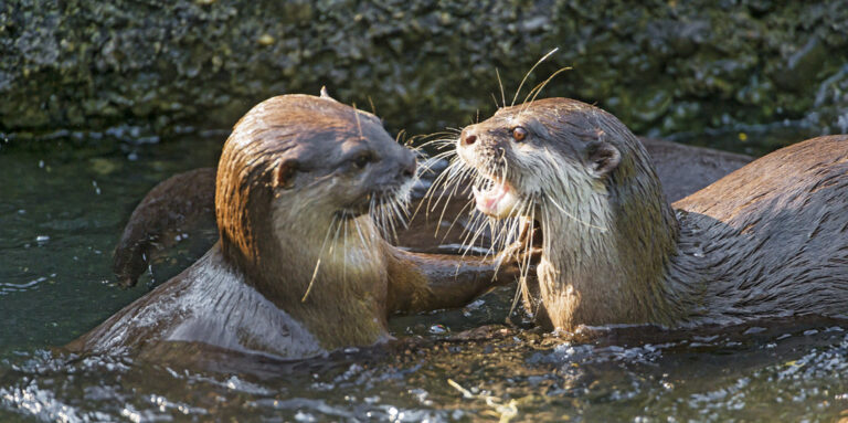 Playtime Champions: Otters and the World’s Most Playful Animals ...