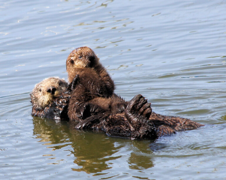 Playtime Champions: Otters and the World’s Most Playful Animals ...