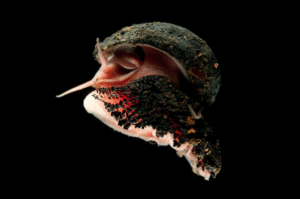 The Scaly-Foot Snail Builds Its Shell Out of Iron From Hydrothermal ...