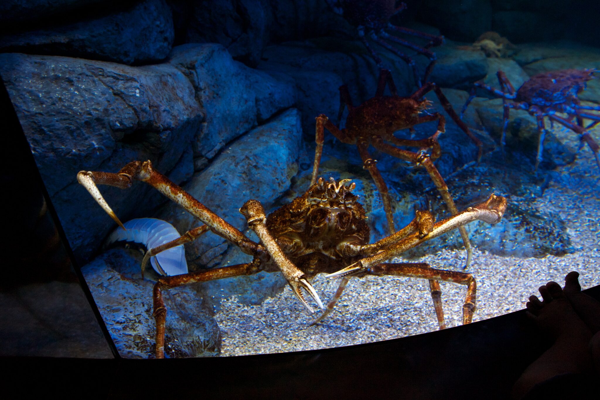 The Largest Eight-legged Spider Crab Ever Measured – Extreme Animal Records