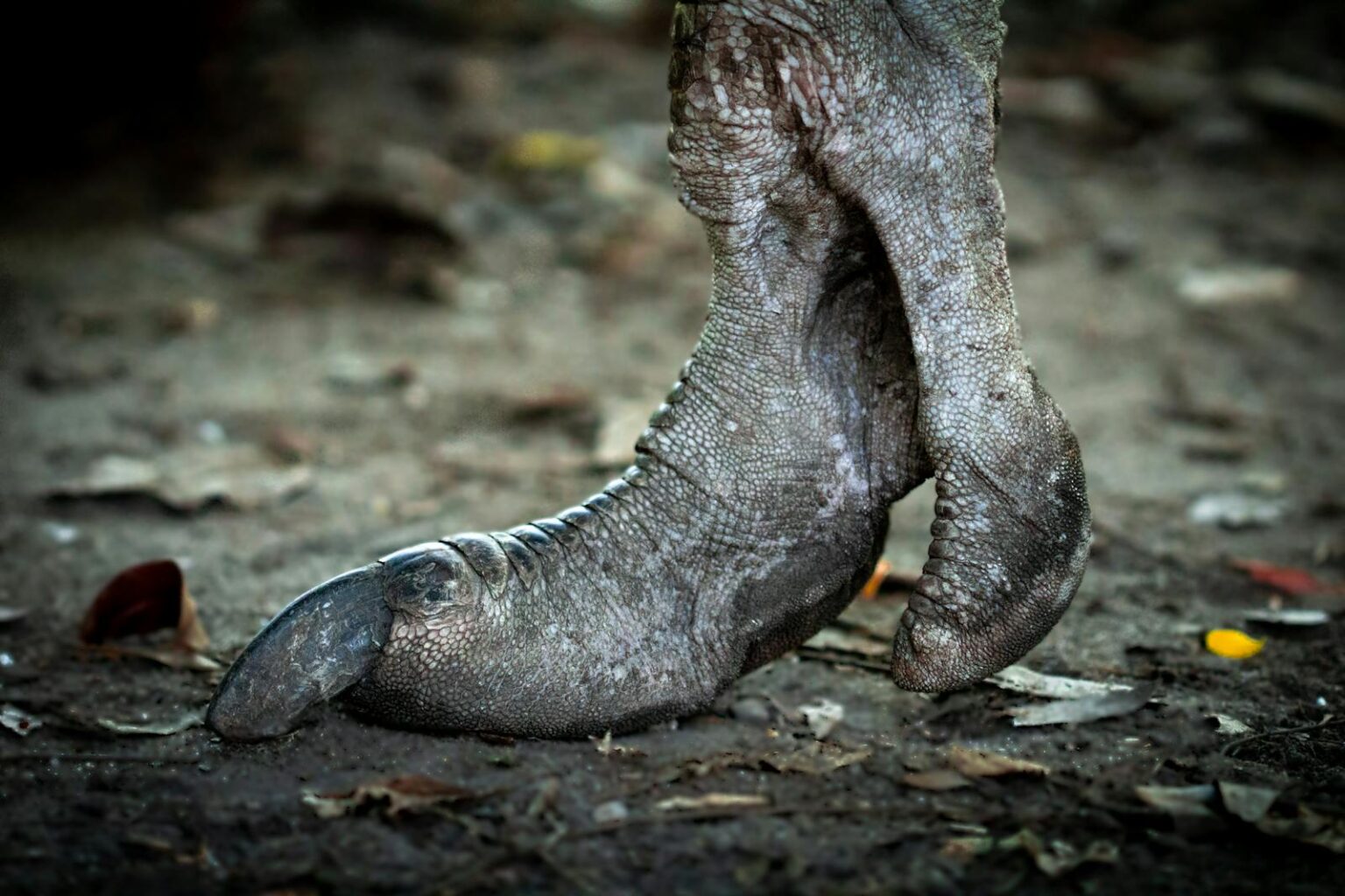 The Most Powerful Kick in the Animal World – It Can Shatter Bones ...