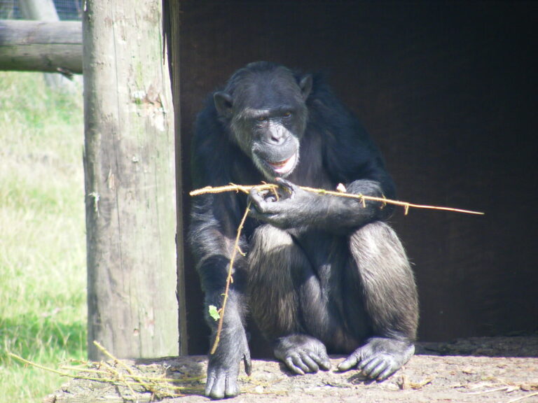 Tool Use in the Wild: Monkeys That Fish and Gorillas That Garden ...