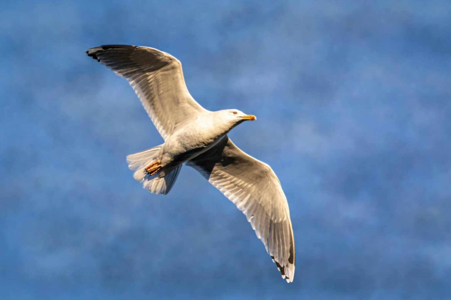 The Bird That Can Survive at the Highest Altitudes – Extreme Animal Records