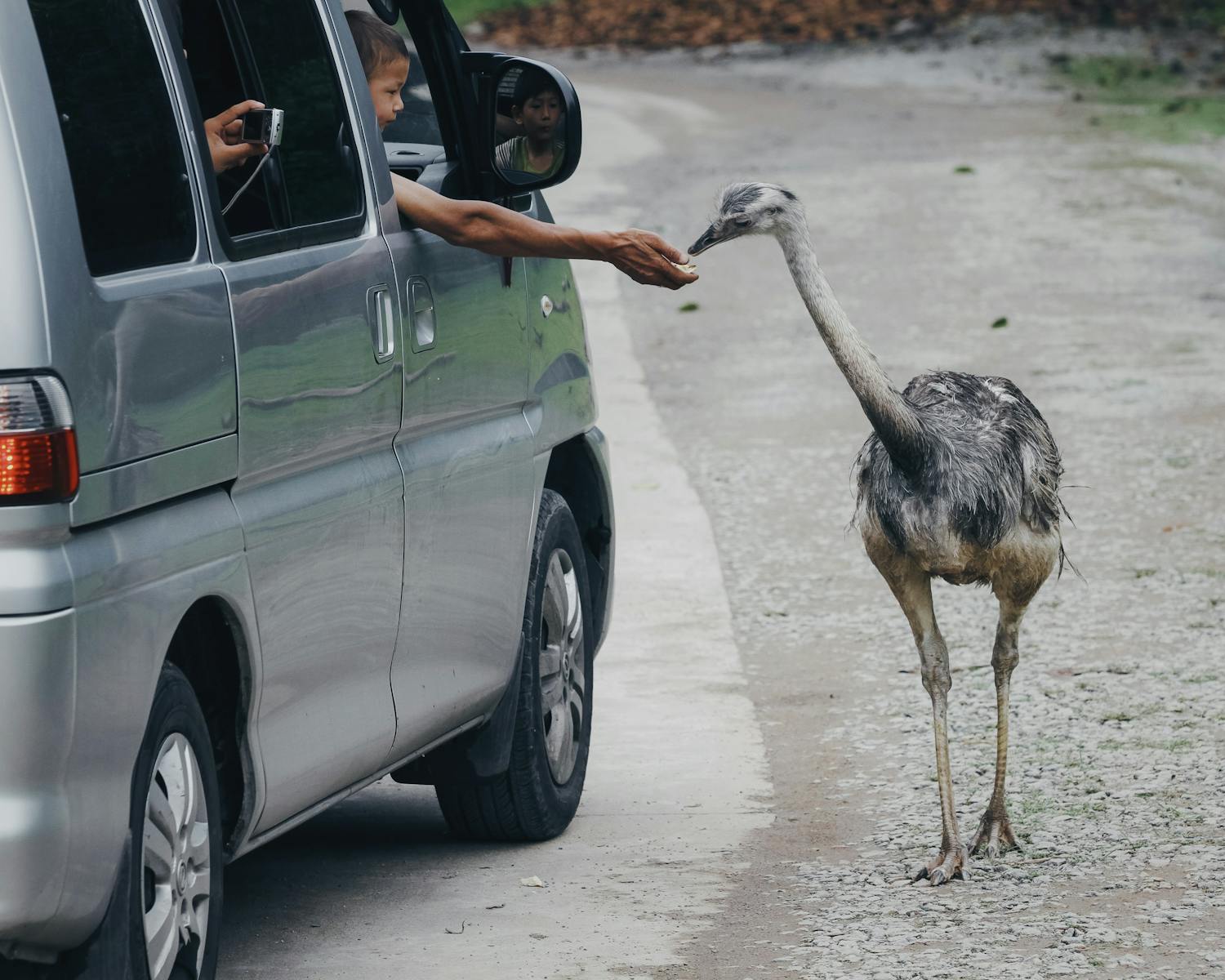 The Most Powerful Kick in the Animal World – It Can Shatter Bones ...