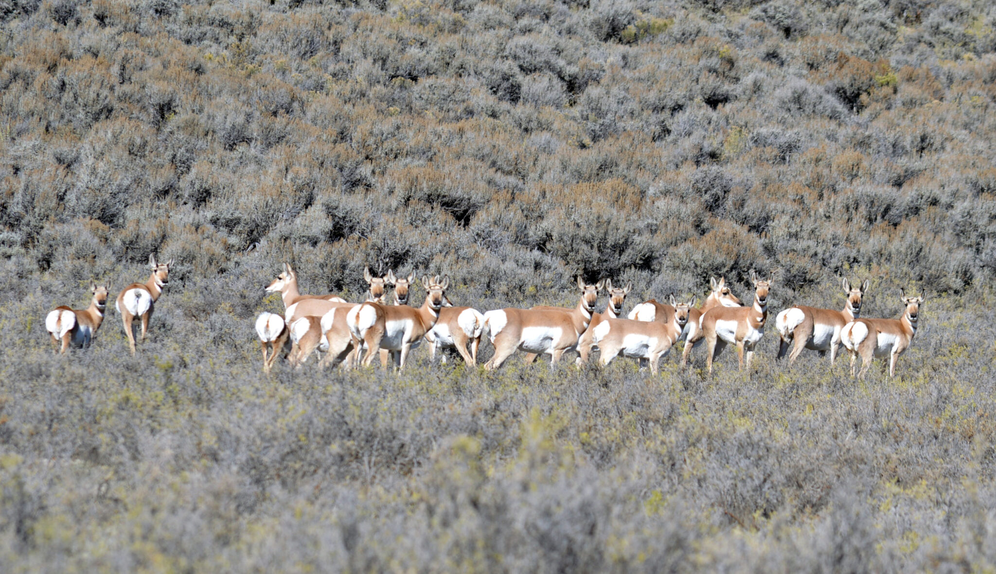 The Fastest Land Animal Over Long Distances Showcasing True Endurance ...