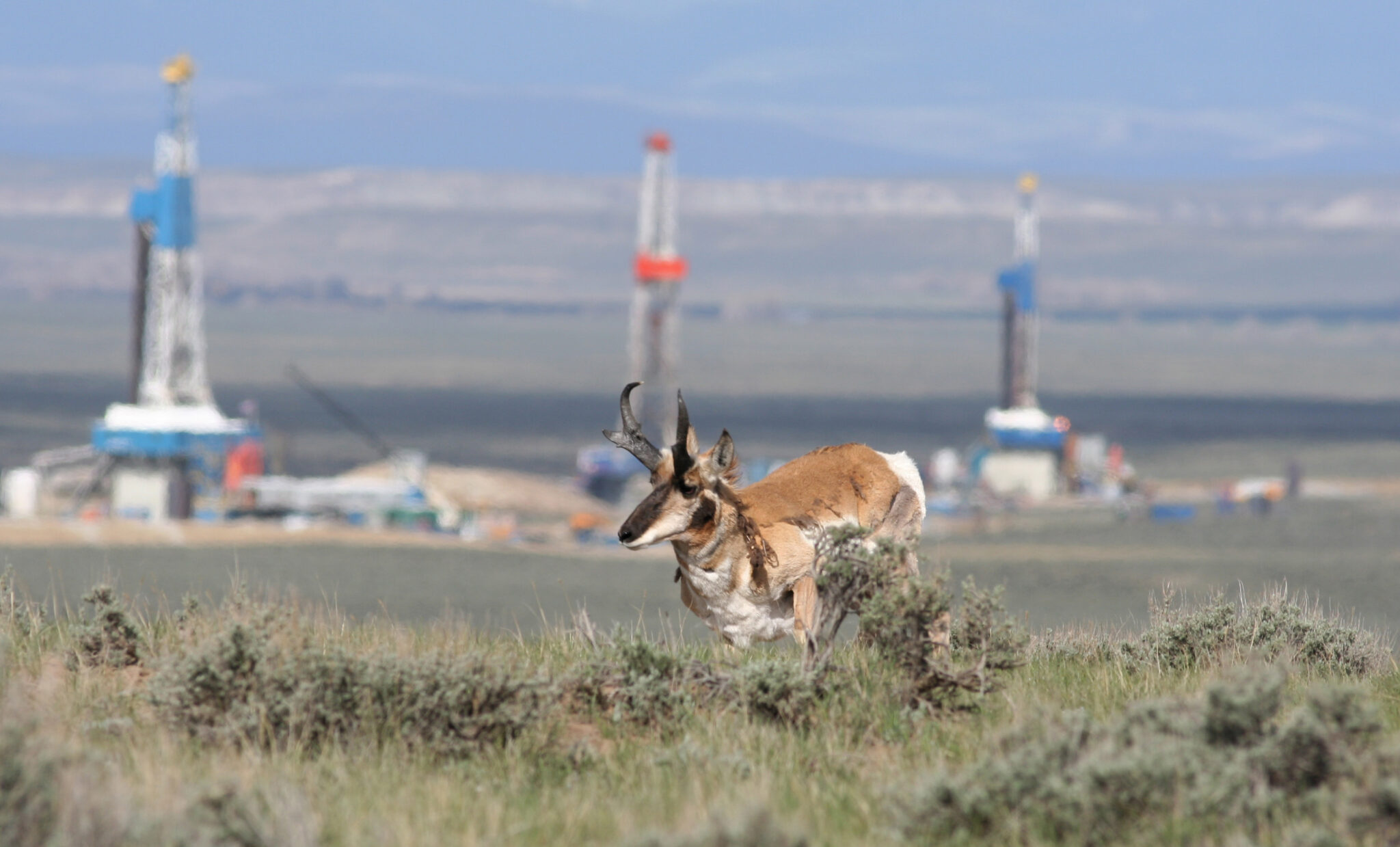 The Fastest Land Animal Over Long Distances Showcasing True Endurance ...
