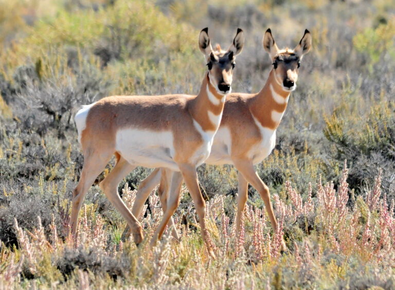 The Fastest Land Animal Over Long Distances Showcasing True Endurance ...