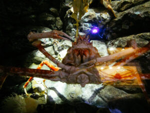 The Largest Eight-legged Spider Crab Ever Measured – Extreme Animal Records