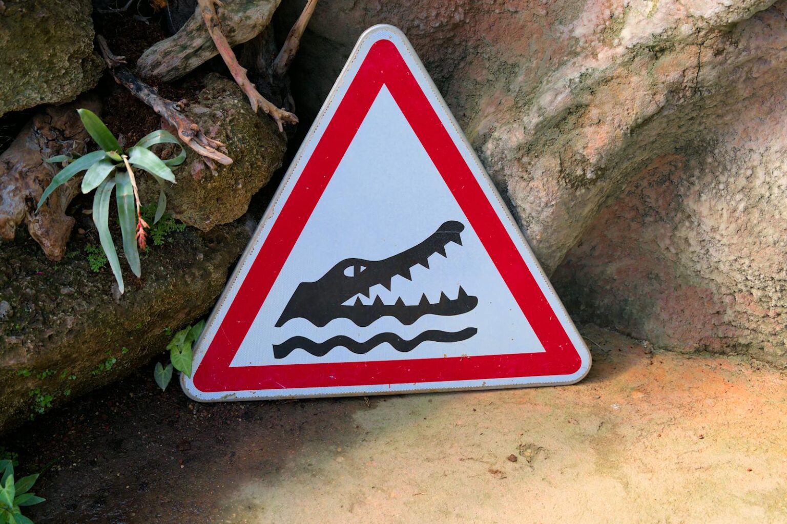 The Animal With the Strongest Jaws – It Can Snap Bones Instantly ...