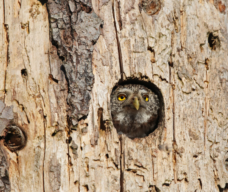 The Smallest Owl Species – The Cutest Predator in the Sky – Extreme ...