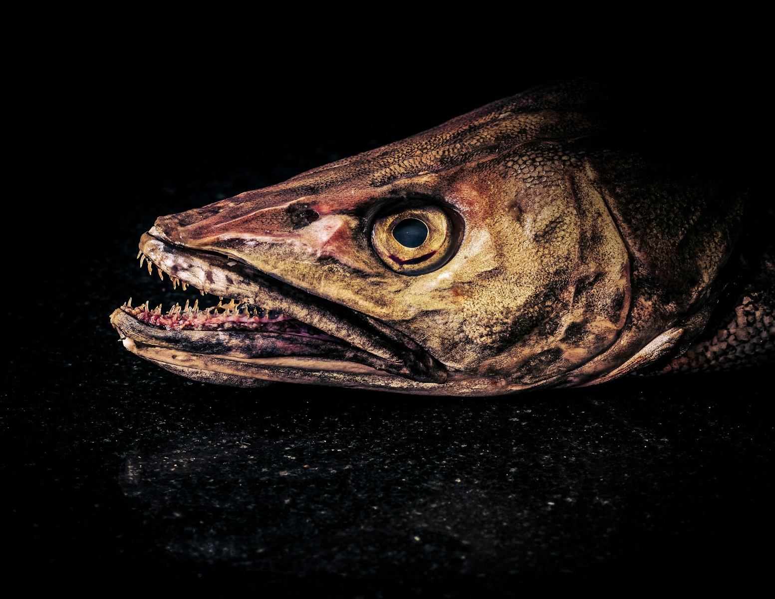 The Fish That Can Create Light in the Deep Ocean – Extreme Animal Records