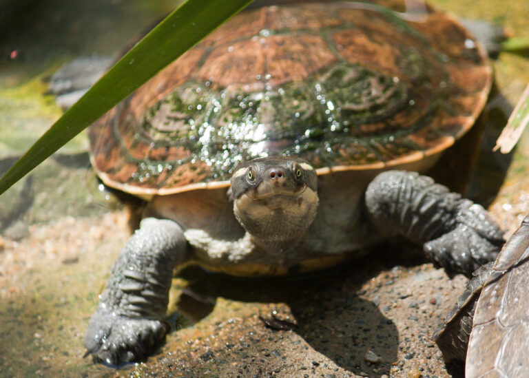 The Mary River Turtle Breathes Through Its Cloaca and Grows Algae on ...