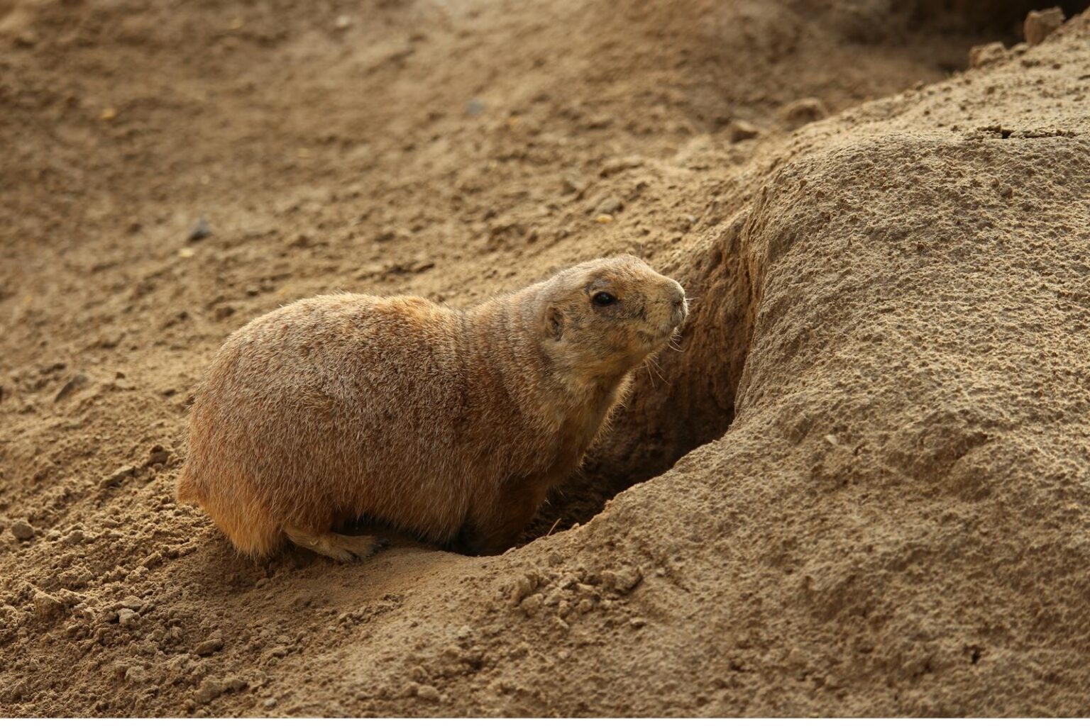 The Toughest Mammal – It Can Survive Nuclear Radiation – Extreme Animal ...