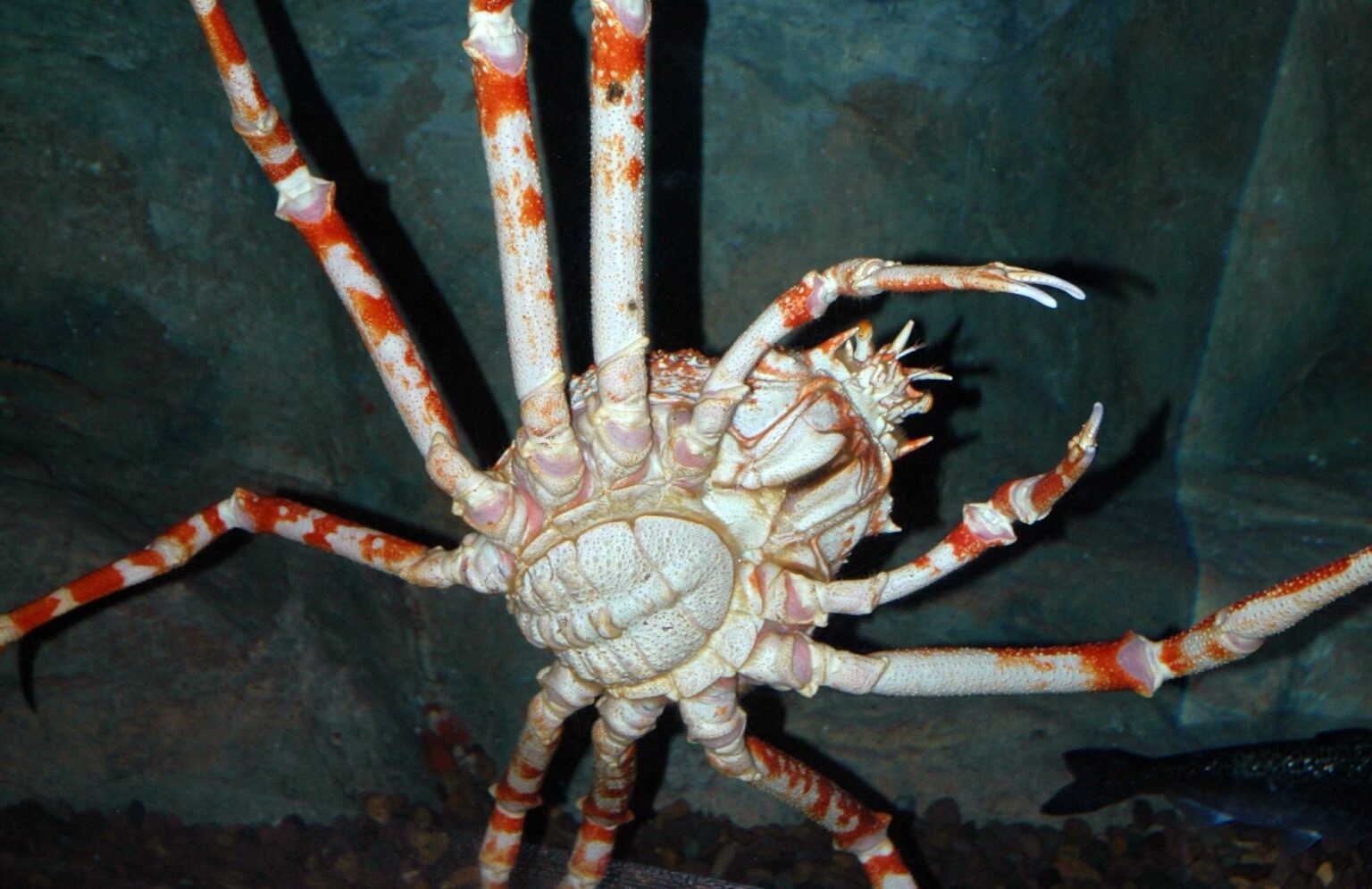 The Largest Eight-legged Spider Crab Ever Measured – Extreme Animal Records
