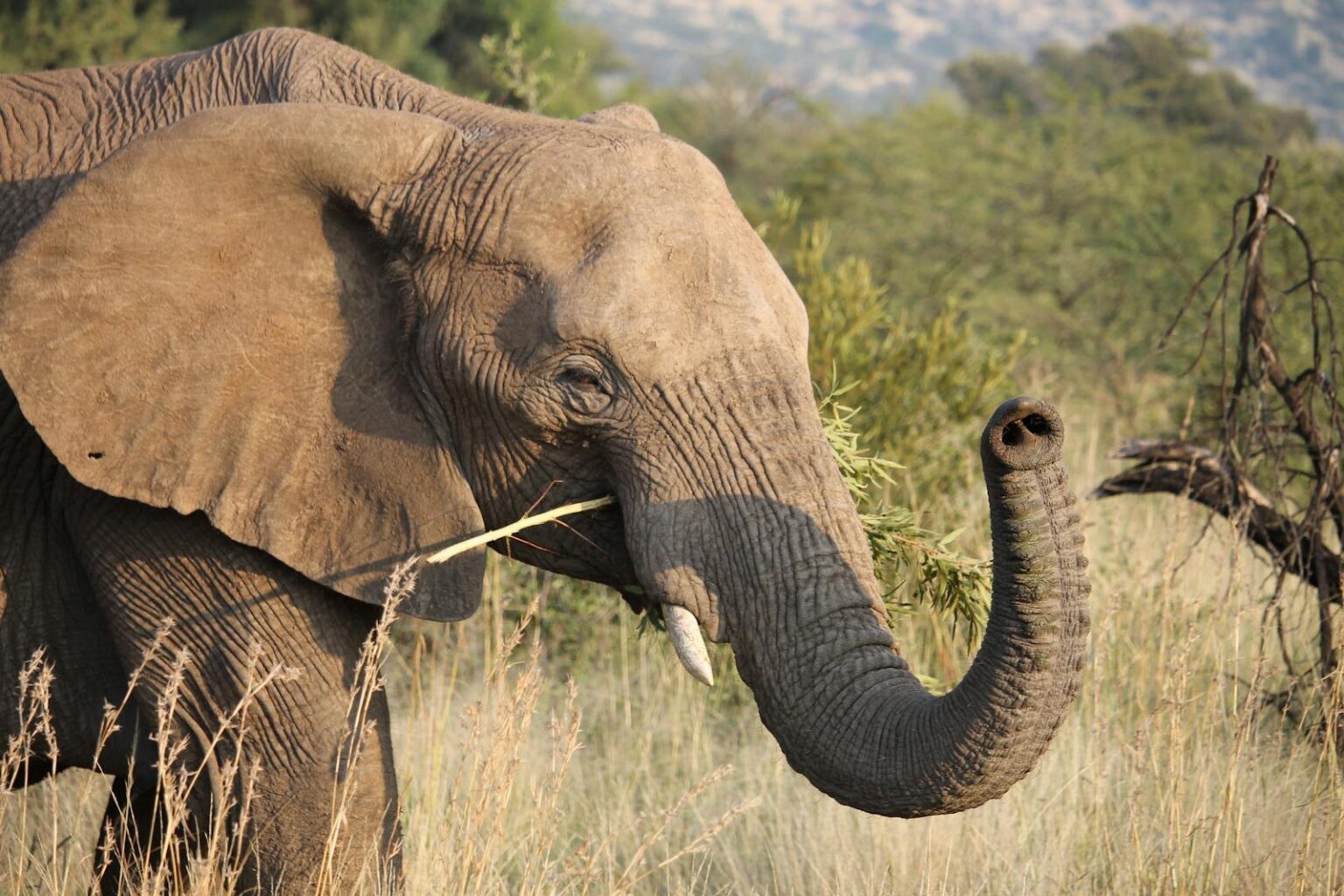 The Strongest Elephant Ever Recorded – A Giant Among Giants – Extreme ...