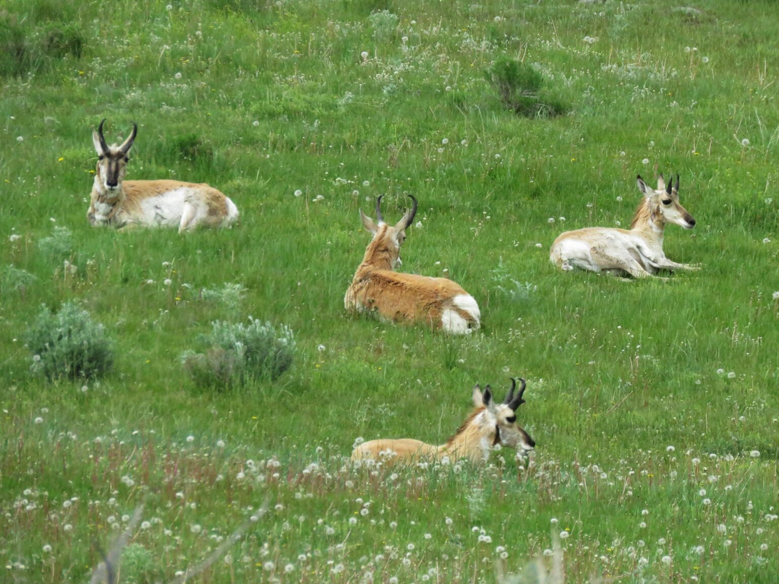The Fastest Land Animal Over Long Distances Showcasing True Endurance ...