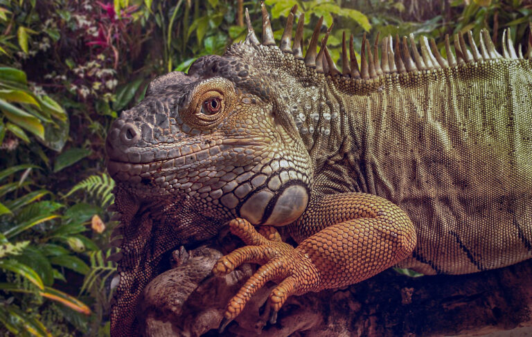 Longest-Living Reptiles: These Ancient Creatures Have Seen It All ...