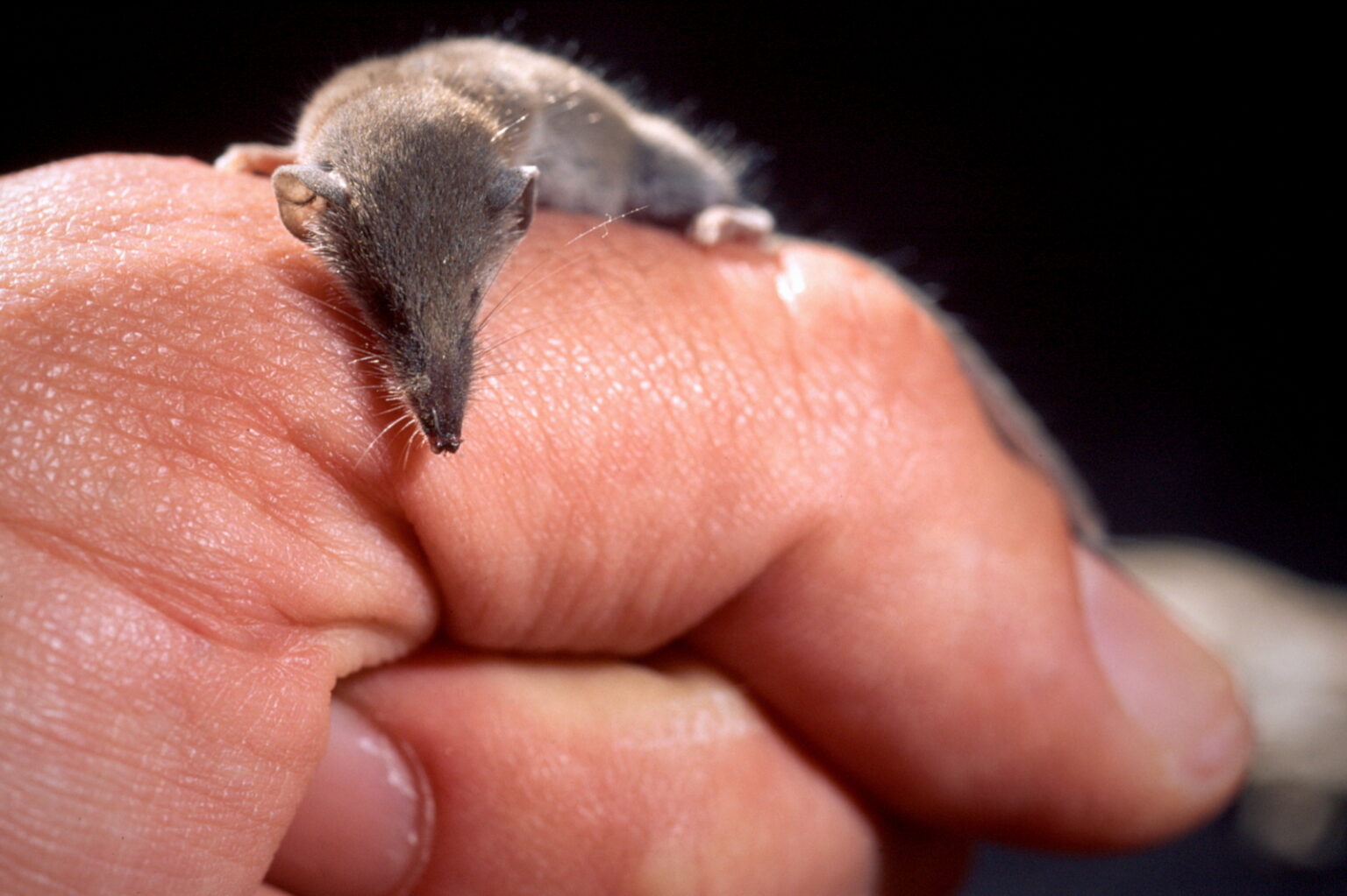 The Mammal With the Shortest Lifespan – It Lives for Just a Few Months ...
