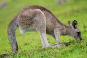 The Most Powerful Kick in the Animal World – It Can Shatter Bones ...