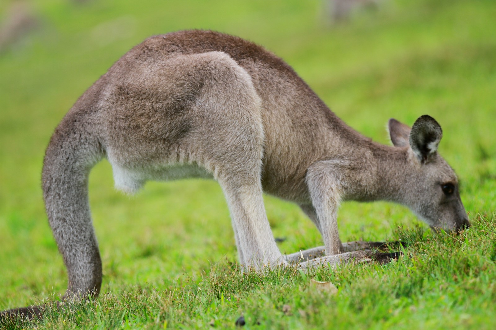 The Most Powerful Kick in the Animal World – It Can Shatter Bones ...