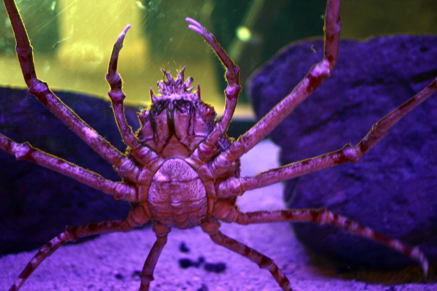 The Largest Eight-legged Spider Crab Ever Measured – Extreme Animal Records