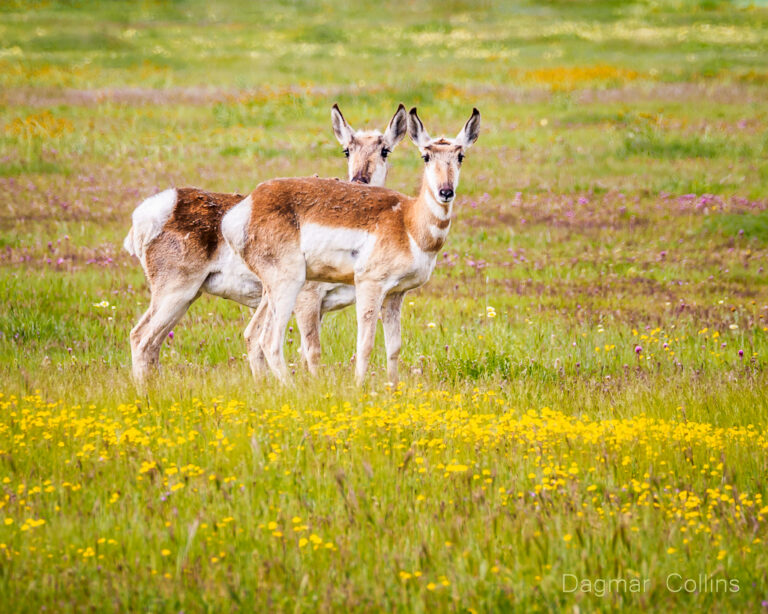 The Fastest Land Animal Over Long Distances Showcasing True Endurance ...
