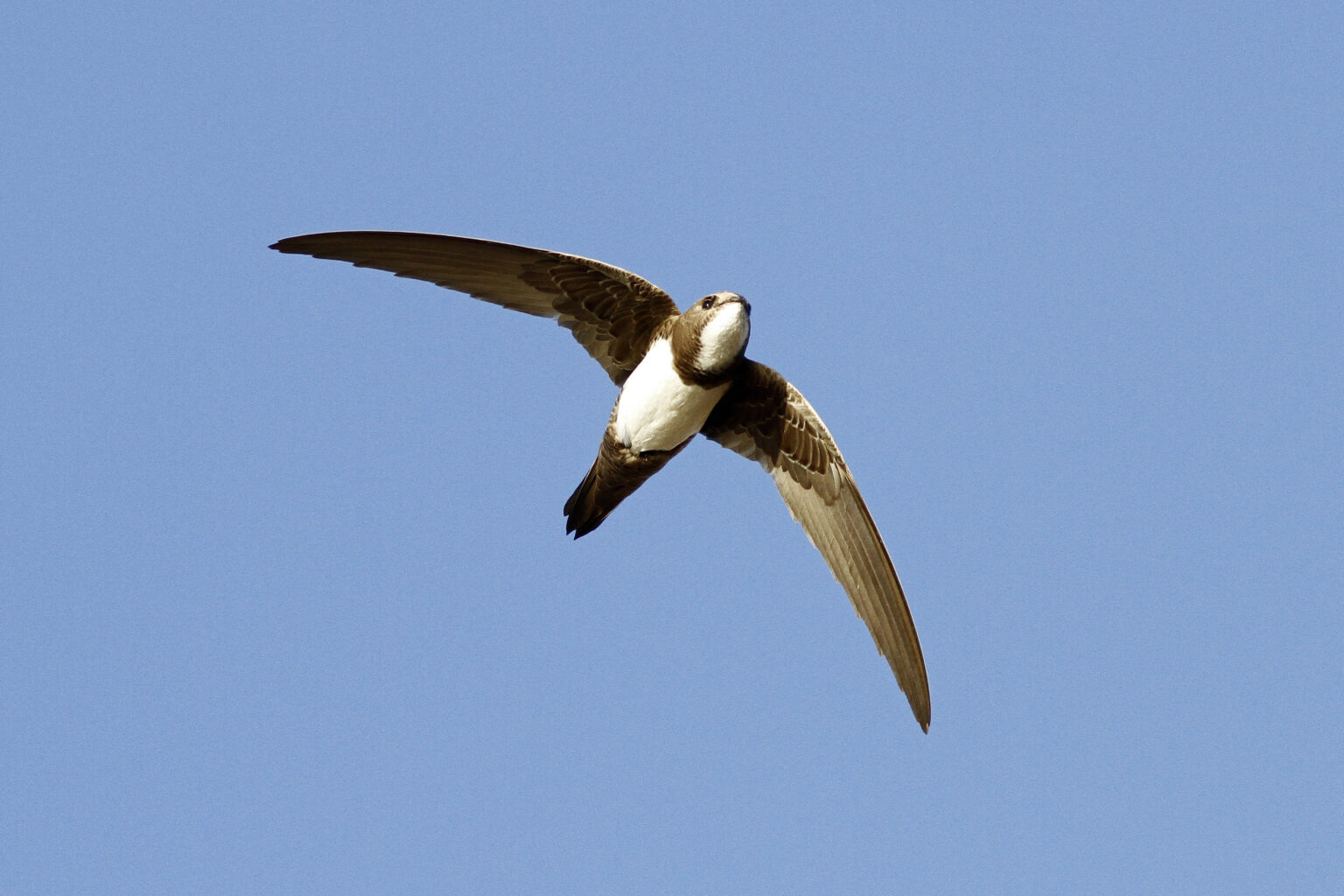 The Bird That Can Fly the Longest Without a Break – Extreme Animal Records