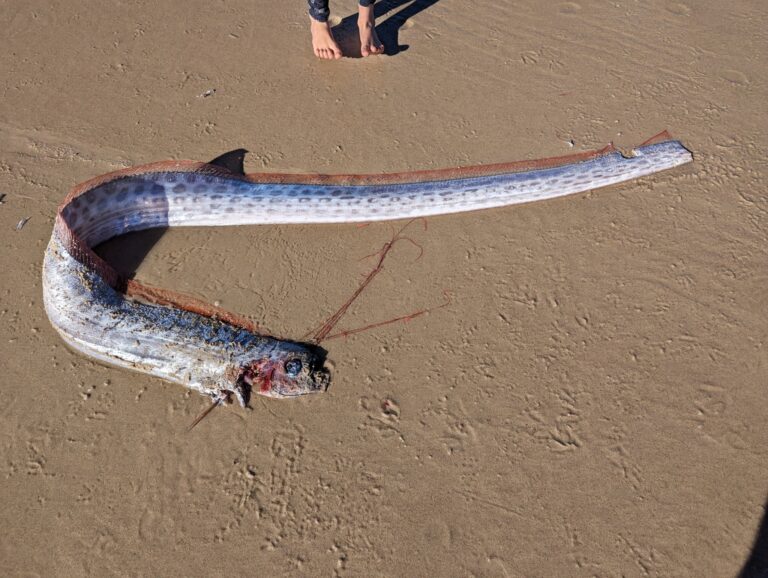 The Oarfish May Be the Longest Bony Fish in the Ocean—And Rarely Seen ...