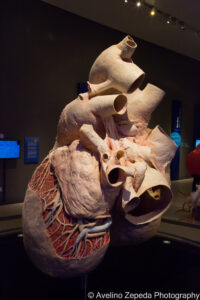 The Blue Whale’s Heart Is the Size of a Small Car – Extreme Animal Records
