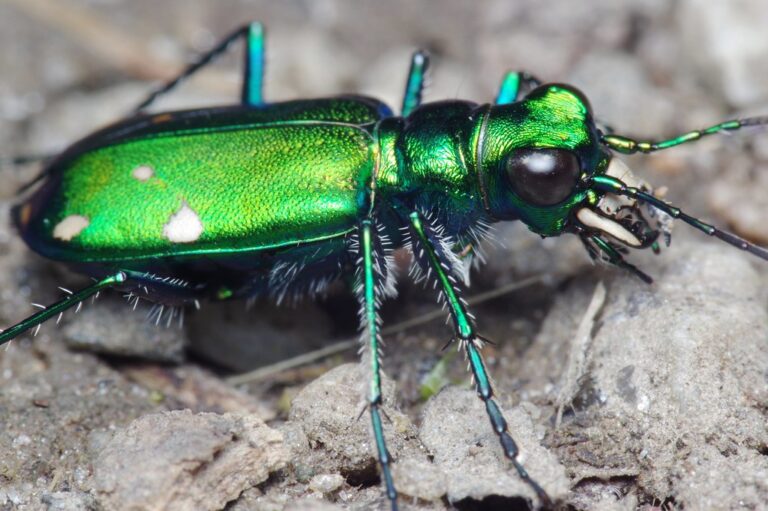 The Fastest Running Insect – It’s Built for Speed – Extreme Animal Records