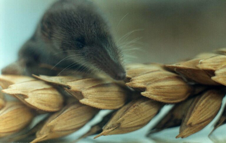 The Mammal With the Shortest Lifespan – It Lives for Just a Few Months ...