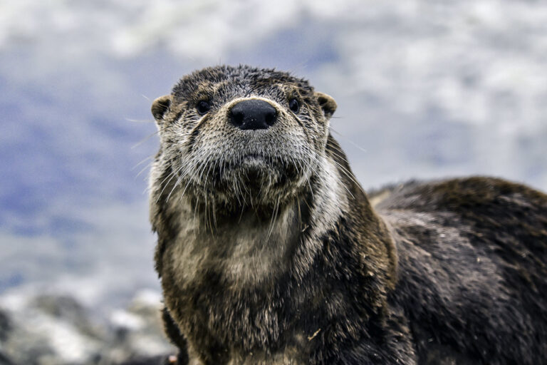 Playtime Champions: Otters and the World’s Most Playful Animals ...