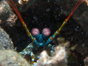 The Fastest Reflexes in the Animal Kingdom Belong to a Shrimp – Extreme ...