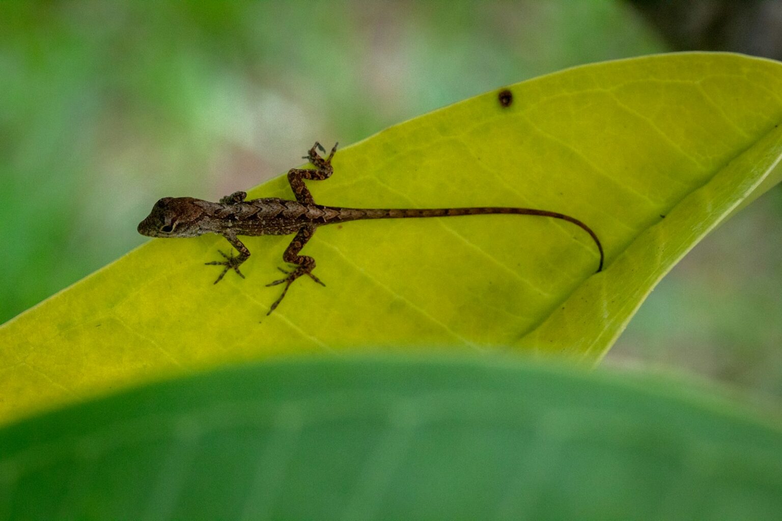 The Lizard That Can Regrow Its Tail Multiple Times – Extreme Animal Records