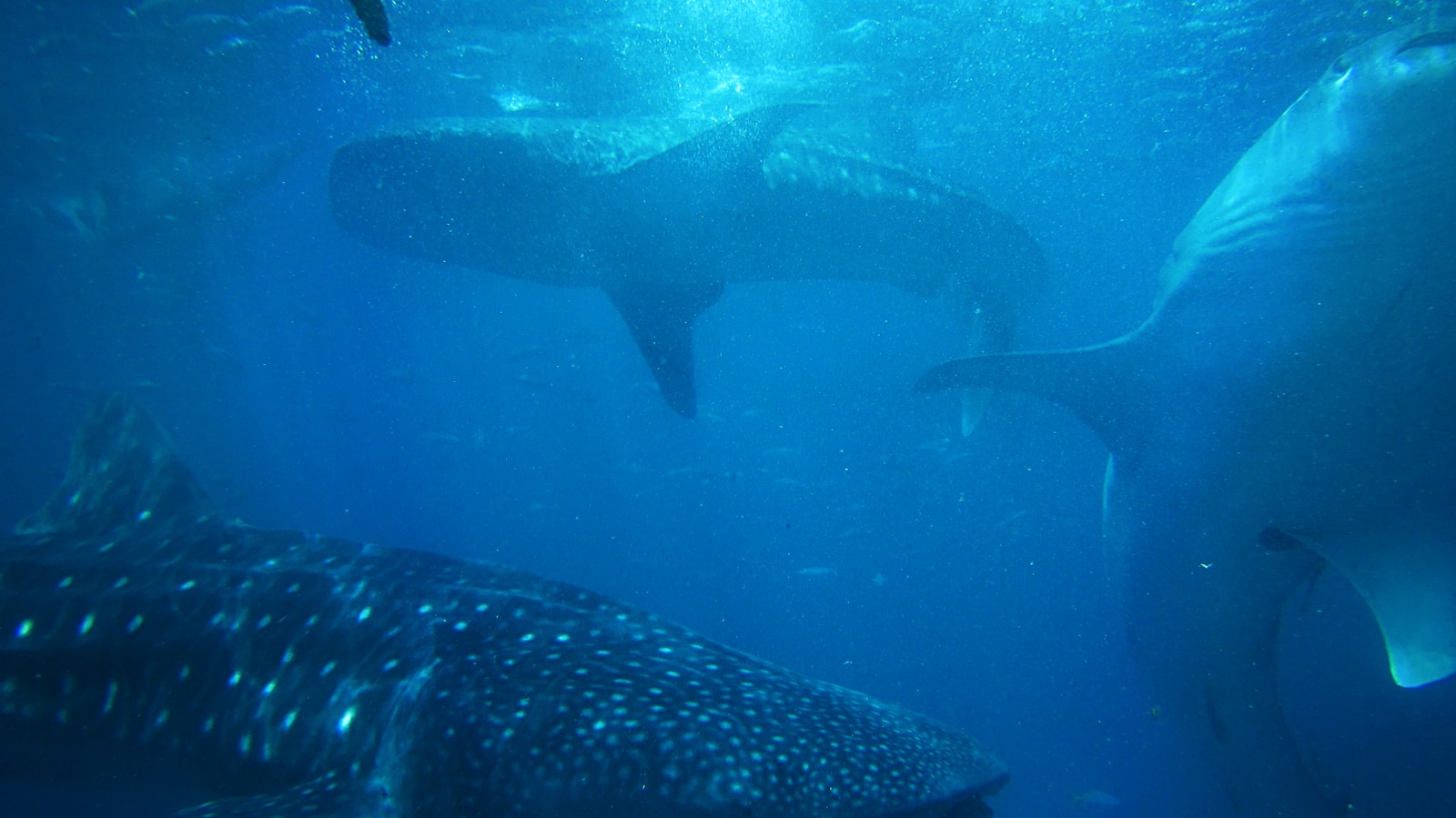 Sharks That Don’t Need Mates: The Rise of the Virgin Birth – Extreme ...