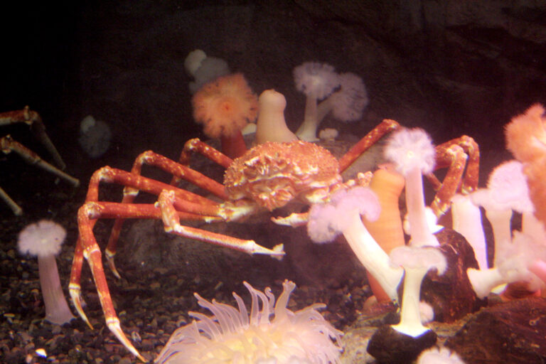 The Largest Eight-legged Spider Crab Ever Measured – Extreme Animal Records