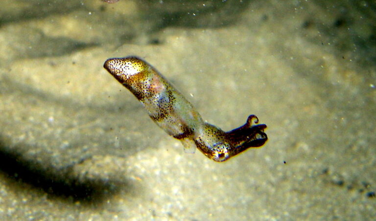 The Smallest Squid in the World – A Pint-Sized Deep-Sea Wonder ...