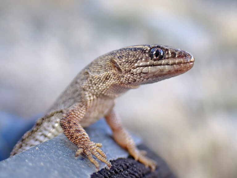 The Lizard That Drinks Water Through Its Skin – Extreme Animal Records
