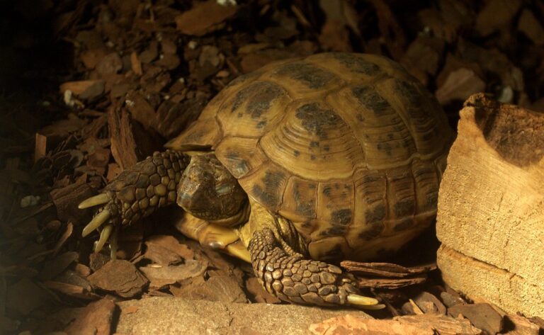 Longest-Living Reptiles: These Ancient Creatures Have Seen It All ...