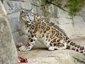 How Snow Leopards Survive Where No Other Cats Can – Extreme Animal Records