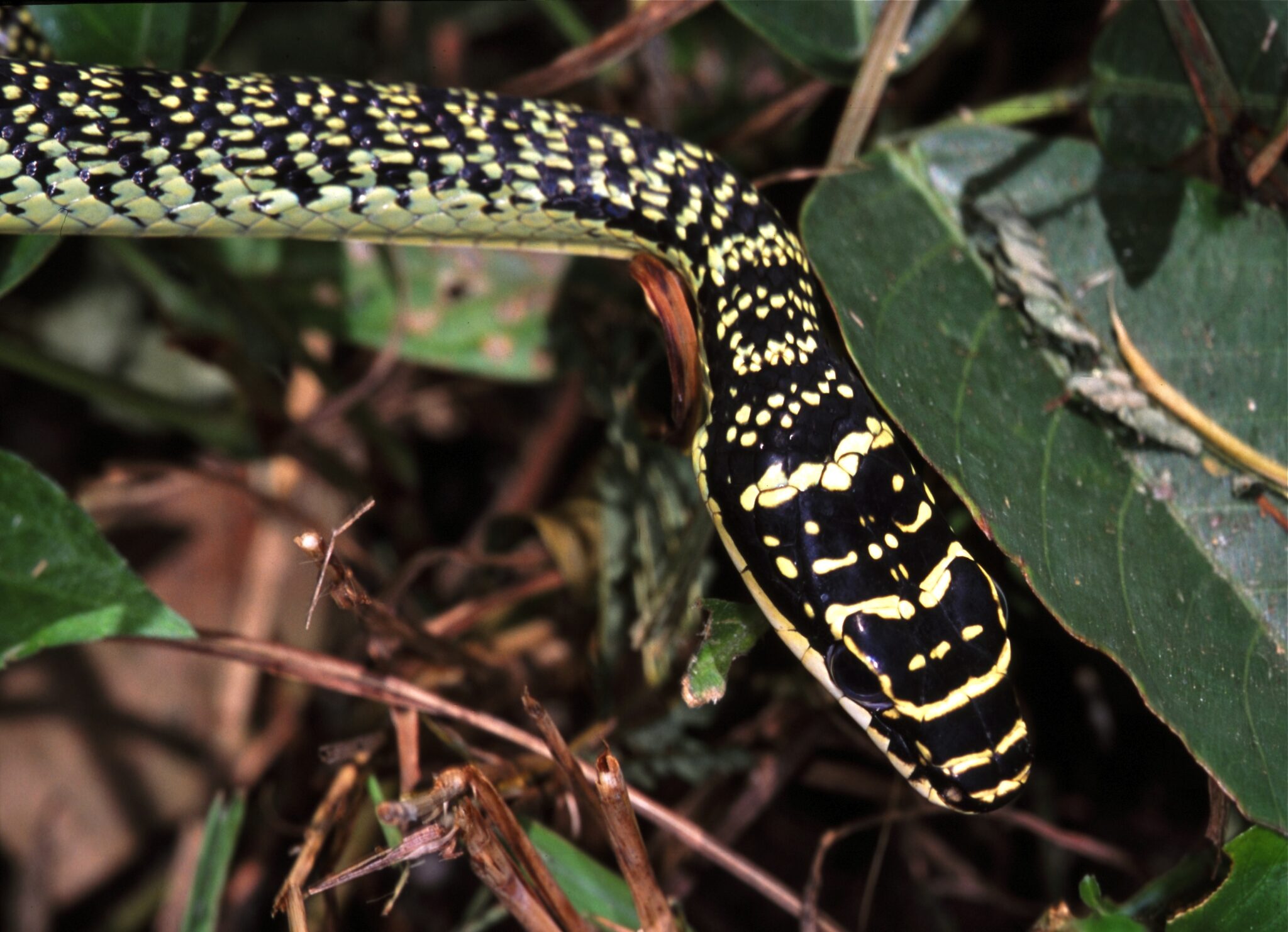 The Snake That Can Fly – A True Aerial Acrobat – Extreme Animal Records