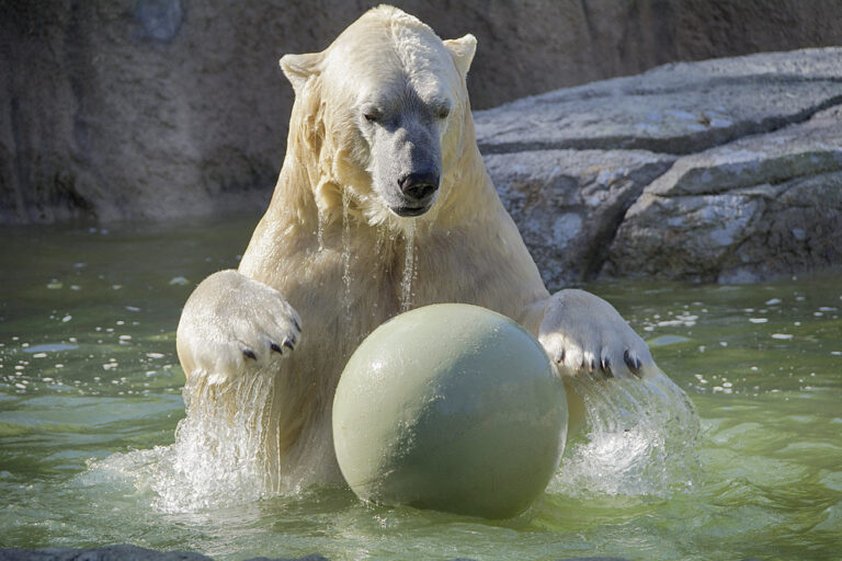 Nature’s Jokers: Animals That Love to Play—And Why It Matters – Extreme ...