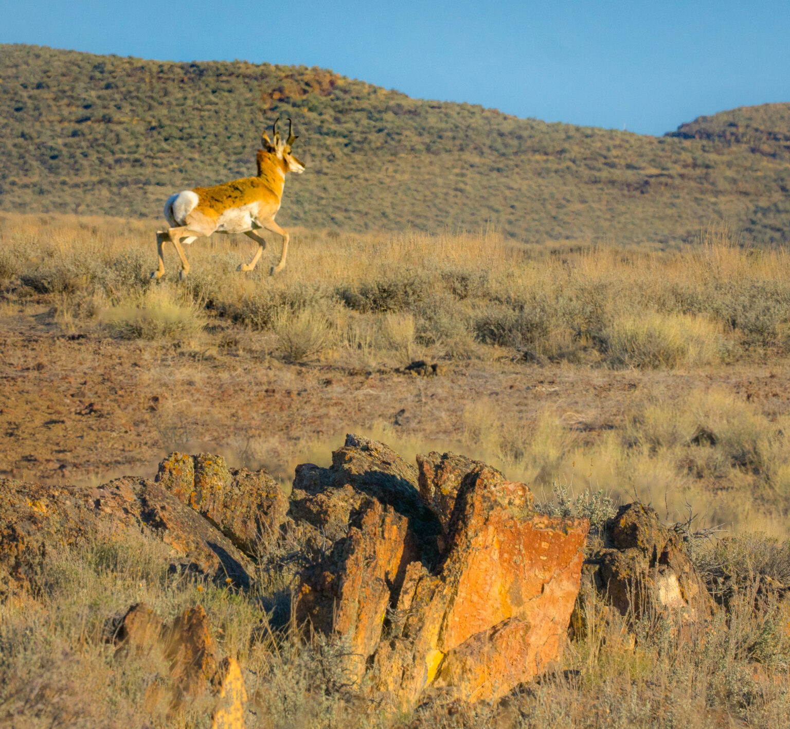 The Fastest Land Animal Over Long Distances Showcasing True Endurance ...