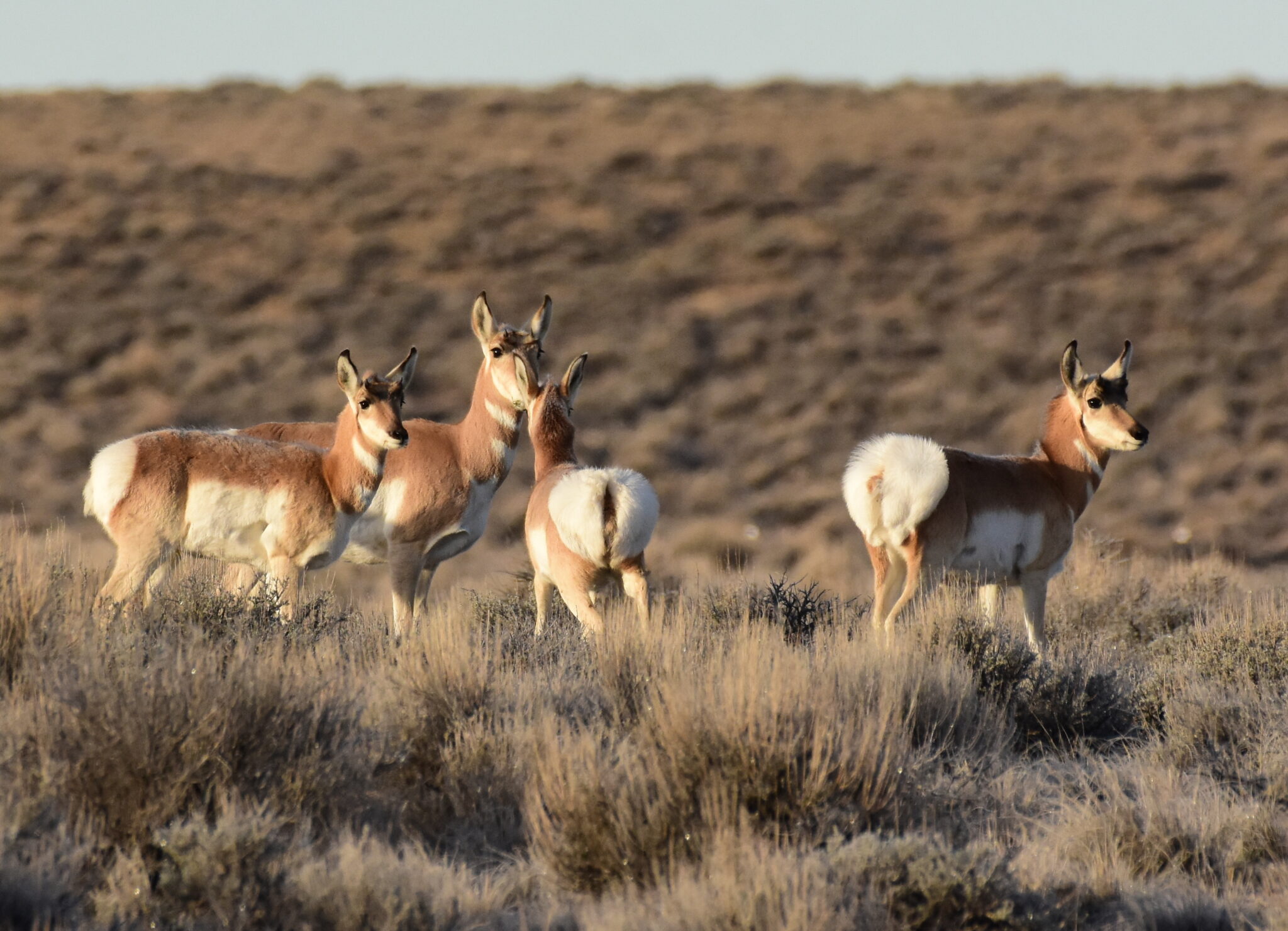 The Fastest Land Animal Over Long Distances Showcasing True Endurance ...