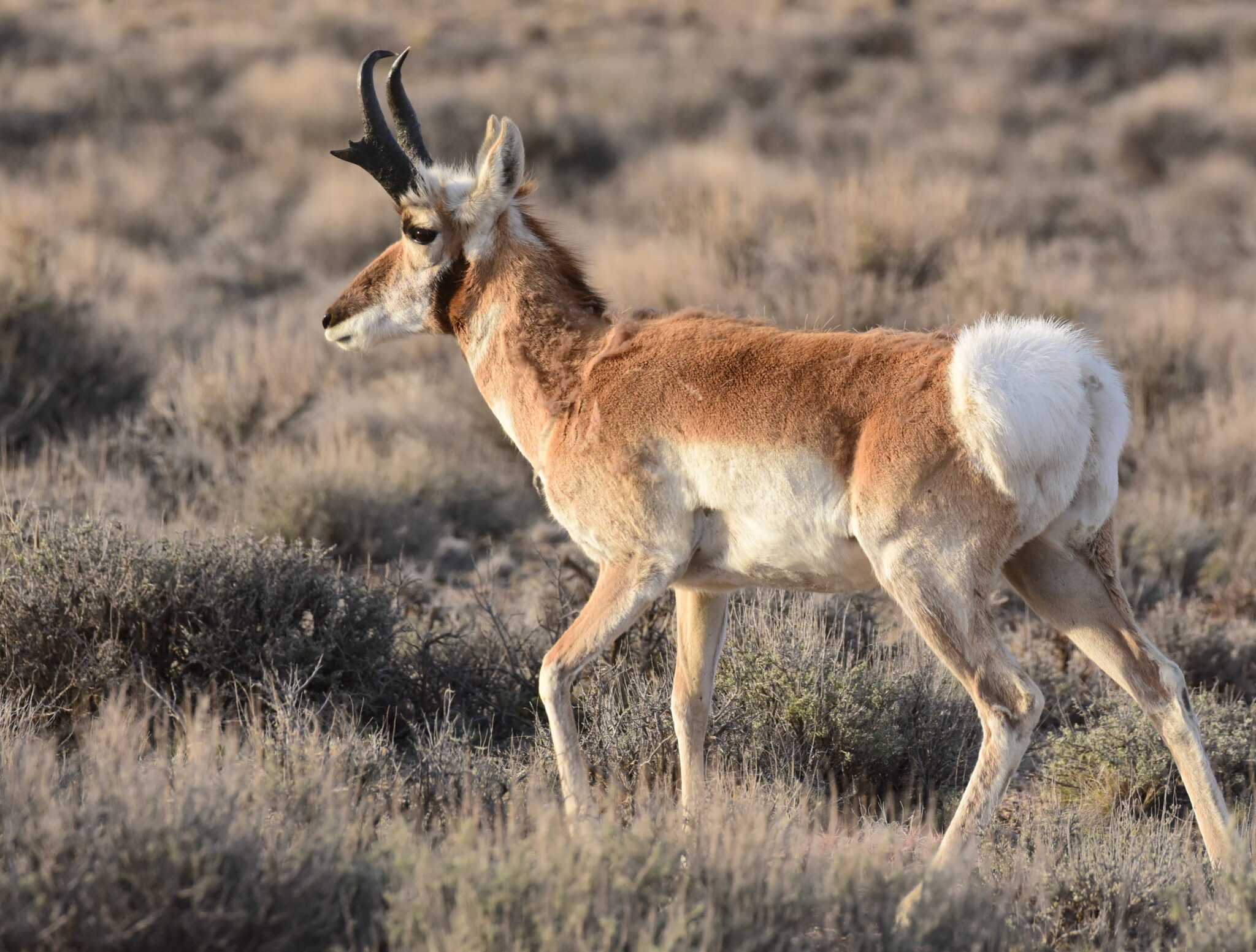 The Fastest Land Animal Over Long Distances Showcasing True Endurance ...