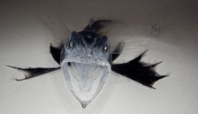 The Icefish Has Antifreeze in Its Blood to Survive Subzero Seas ...