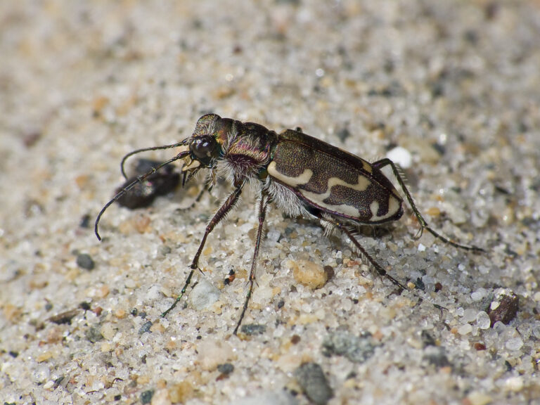 The Fastest Running Insect – It’s Built for Speed – Extreme Animal Records